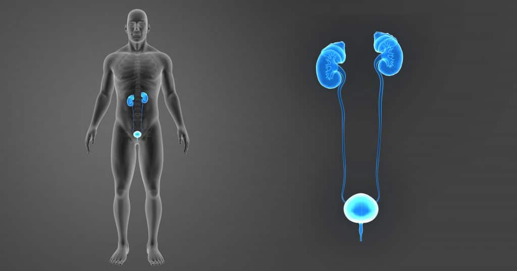 La Cystite Interstitielle Ou Le Syndrome De La Vessie Douloureuse
